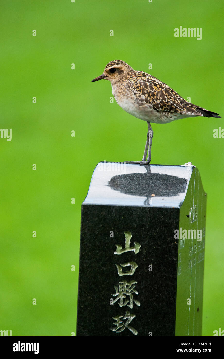 Pacific Golden Plover Pluvialis fulva Kaneohe Oahu Hawaii USA Stock ...