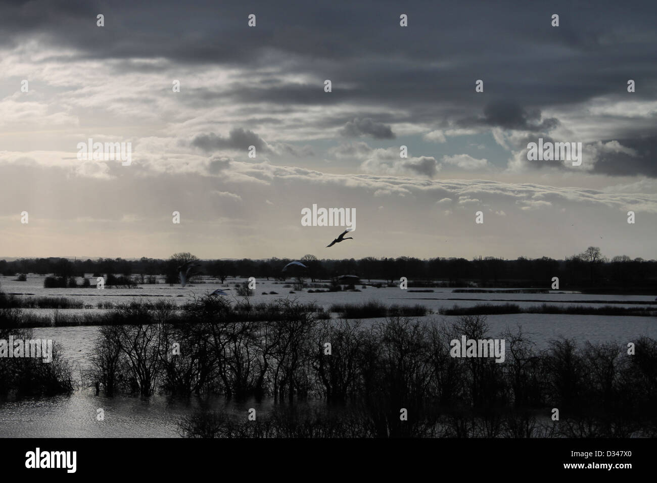 Trees in flooded fields from the river Dee in Holt near Wrexham with ...