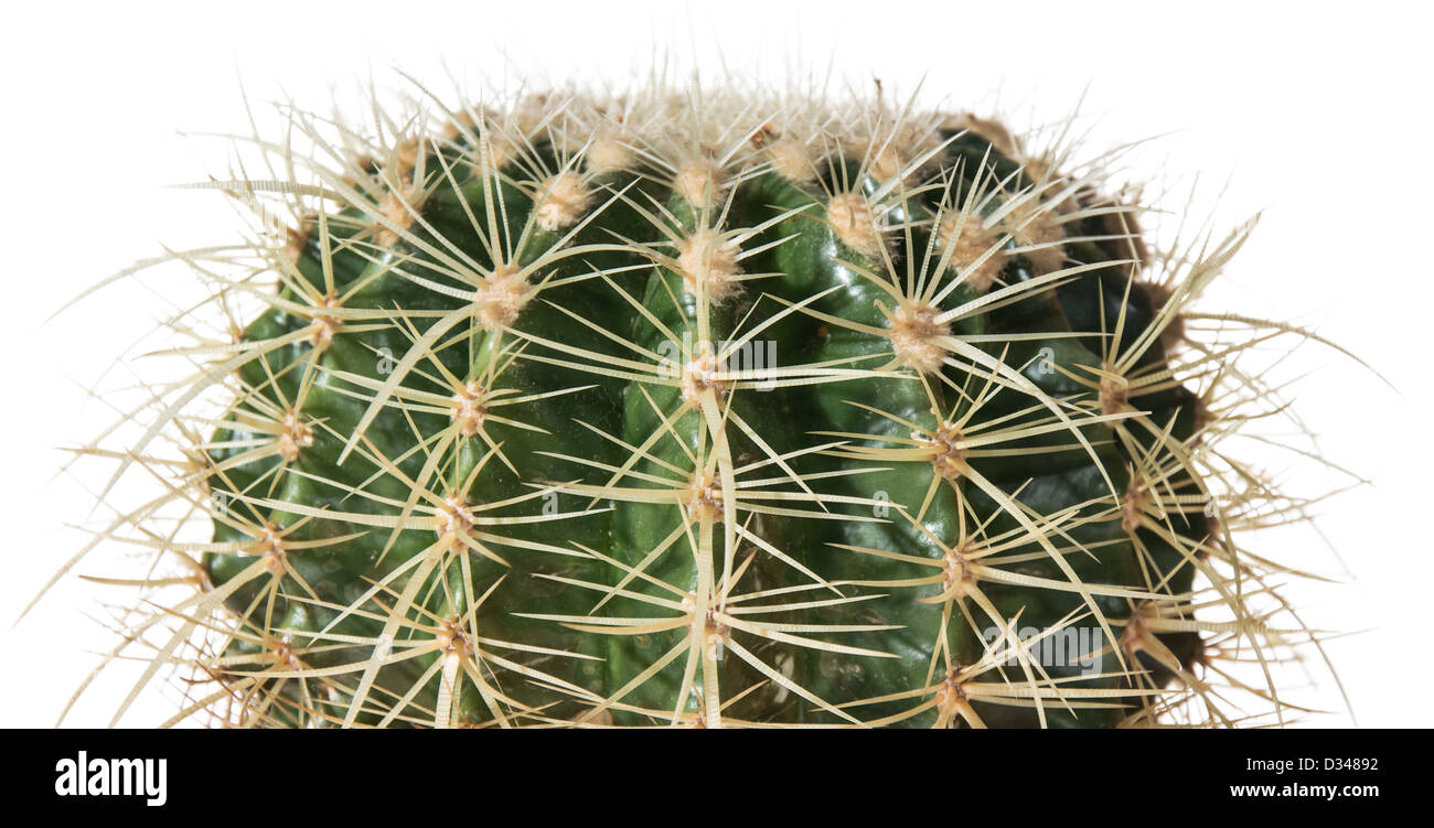 Cactus isolated on white background Stock Photo - Alamy