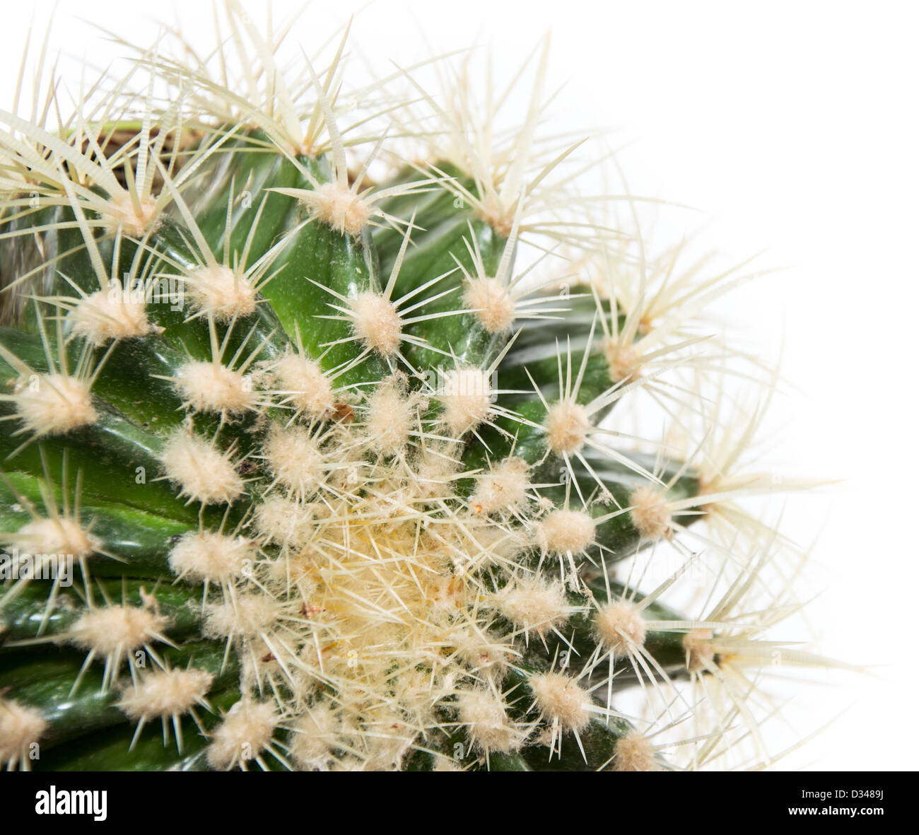 Cactus isolated on white background Stock Photo - Alamy