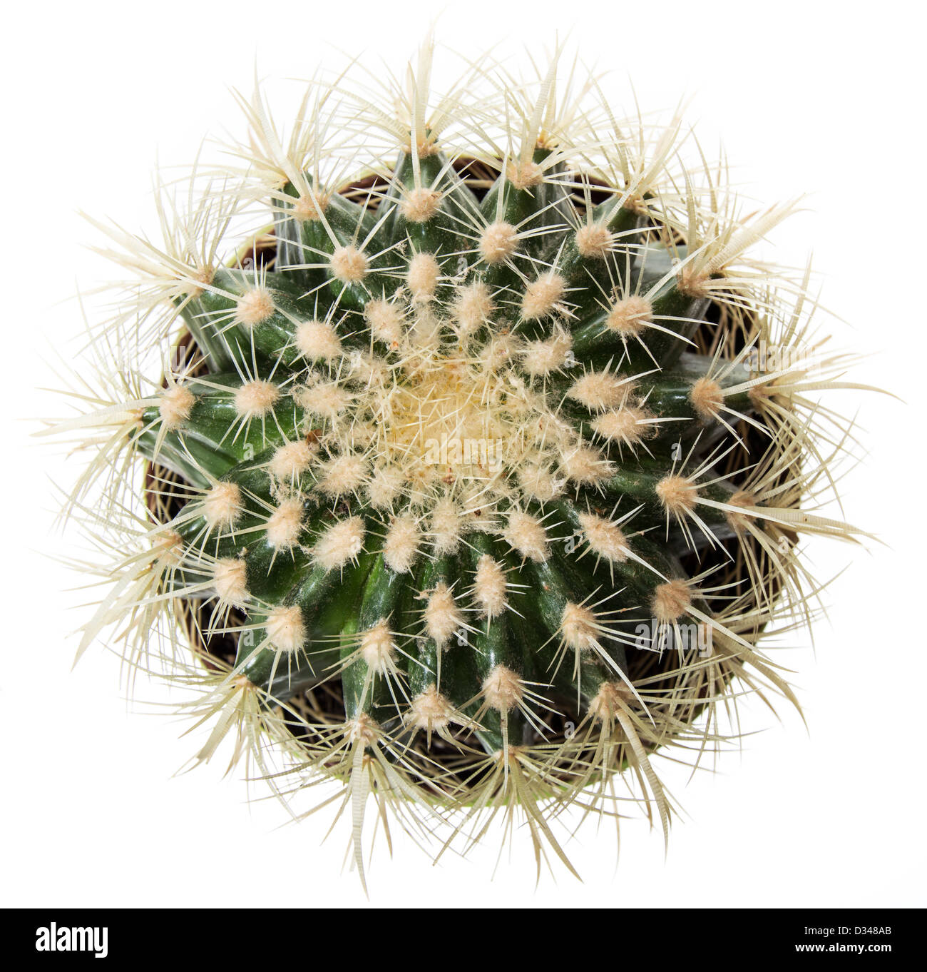 Cactus isolated on white background Stock Photo - Alamy
