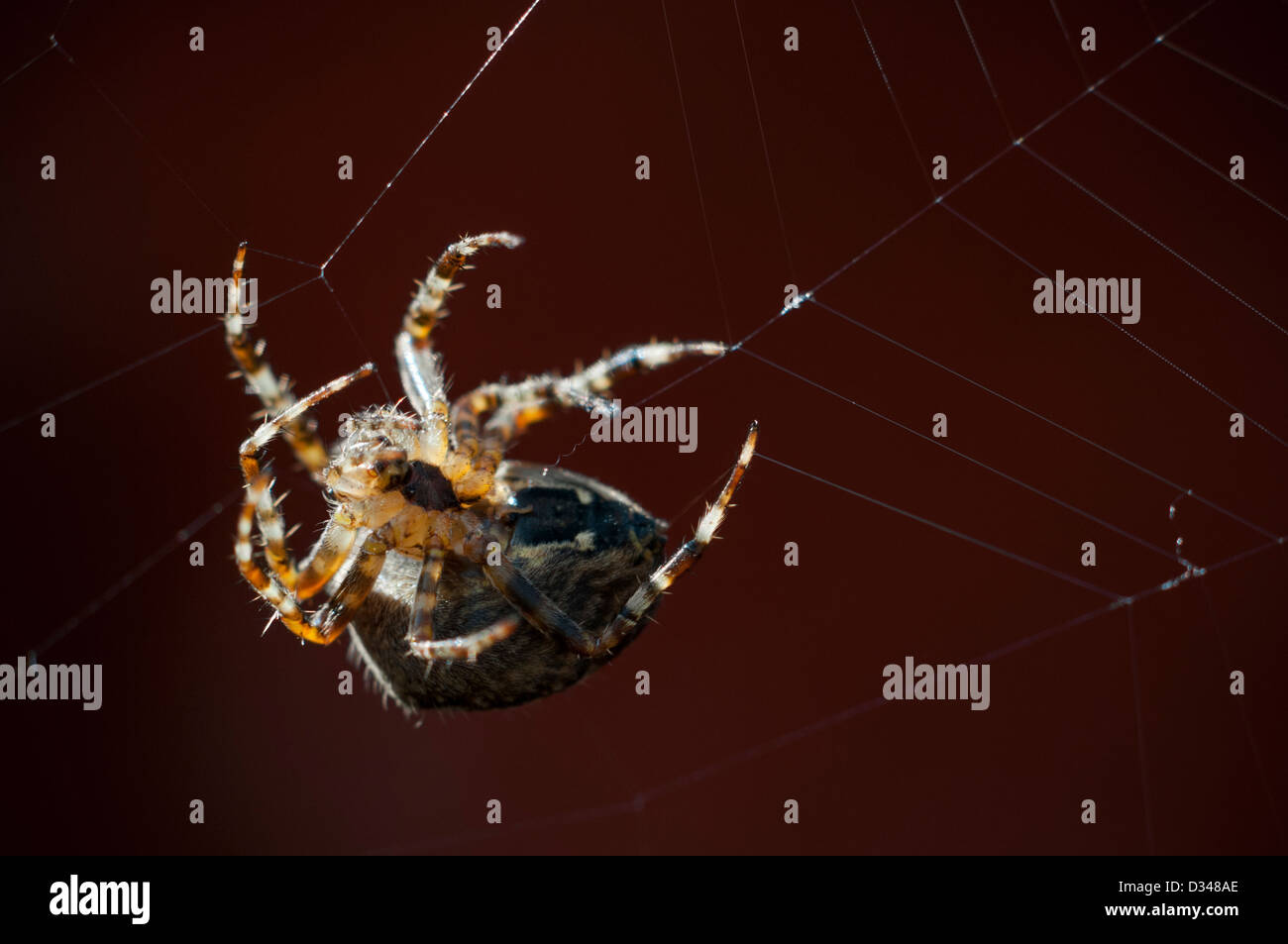 Diadem spiders hi-res stock photography and images - Alamy