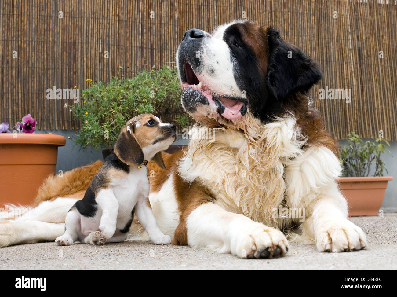 St Bernard Dog High Resolution Stock Photography and Images - Alamy