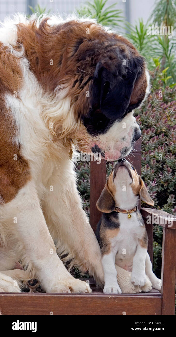 St Bernard Dog High Resolution Stock Photography and Images - Alamy