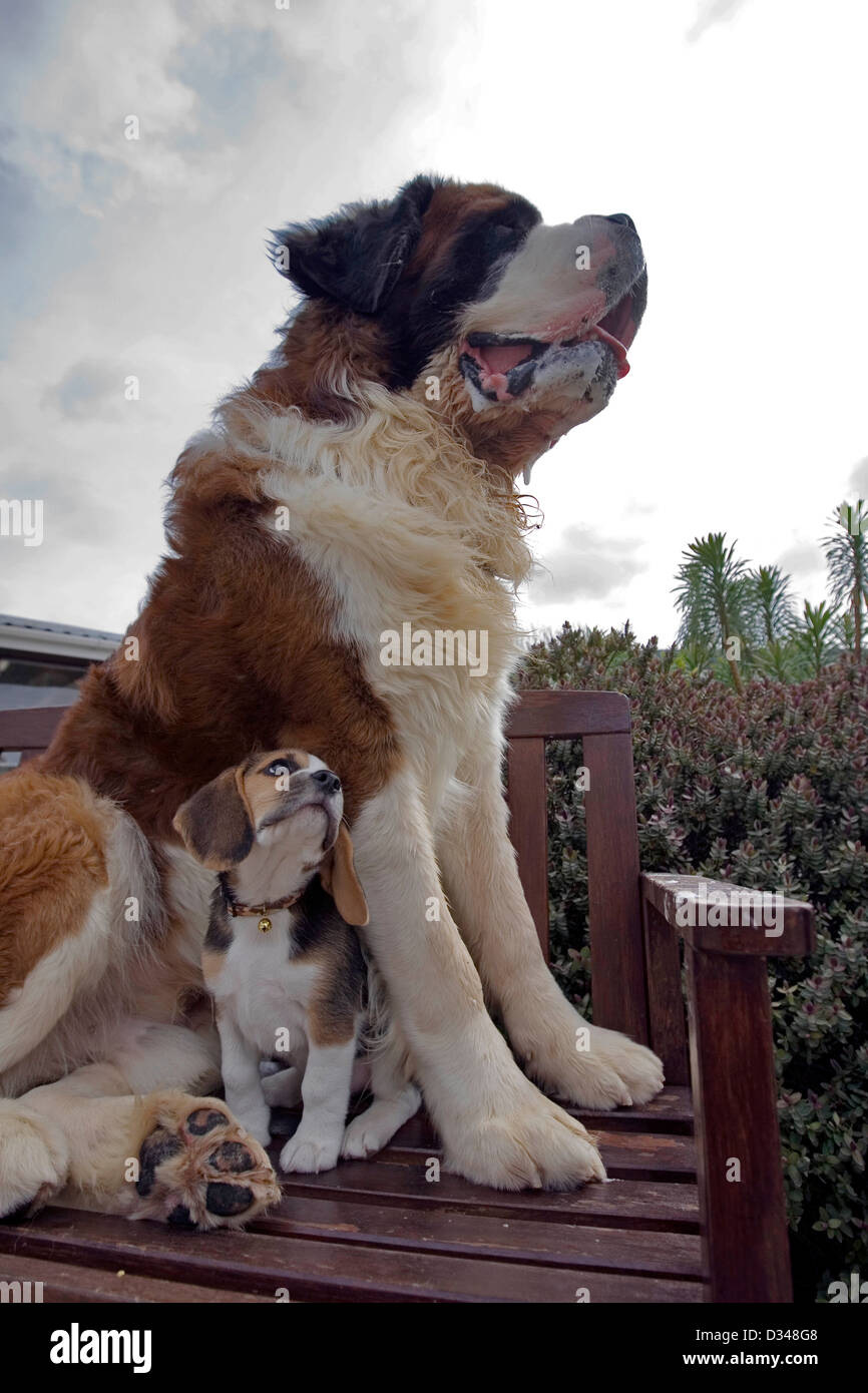 Bernard Dog High Resolution Stock Photography and Images - Alamy