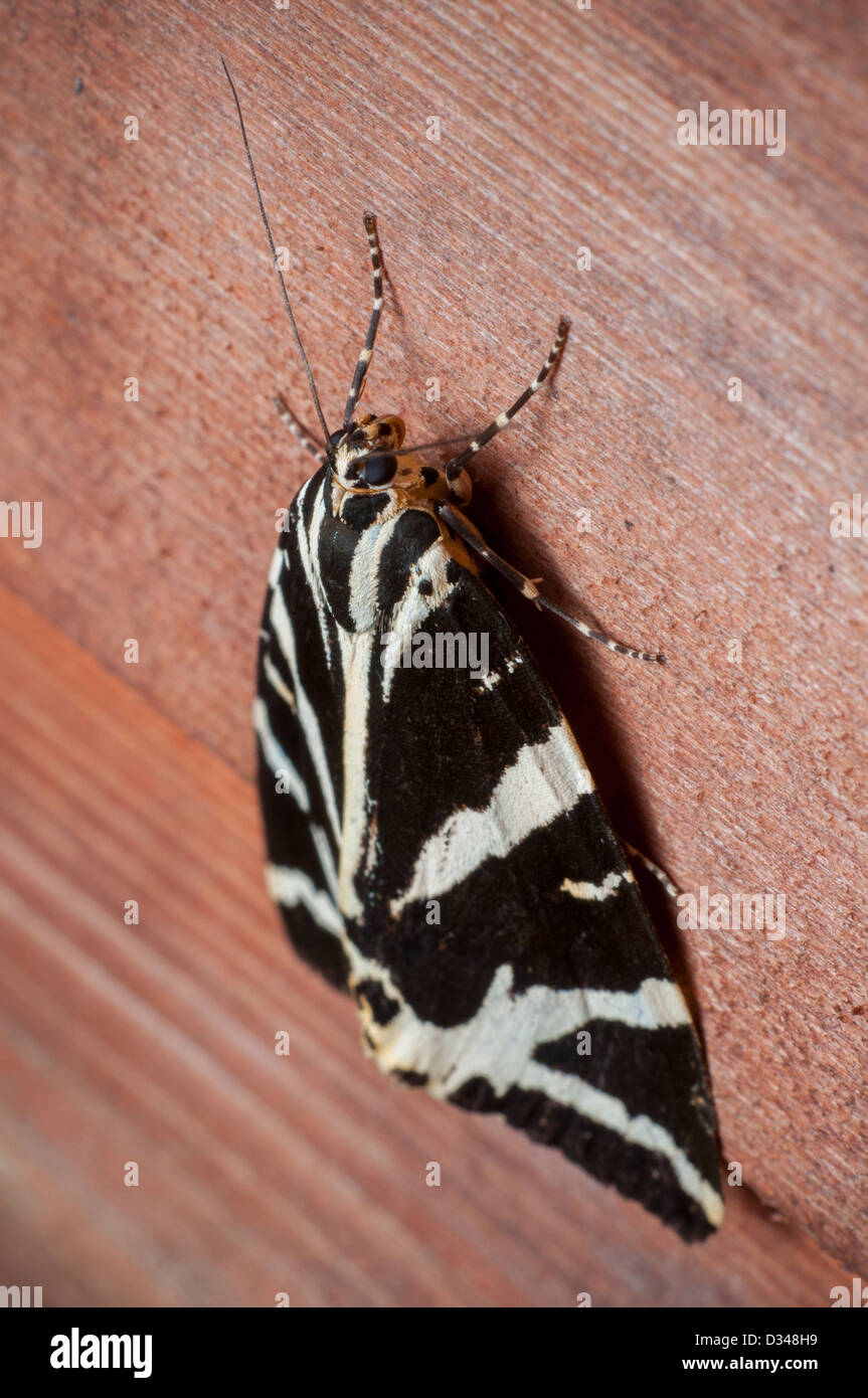 Jersey Tiger Moth (Euplagia quadripunctaria), Exeter, Devon, UK Stock ...
