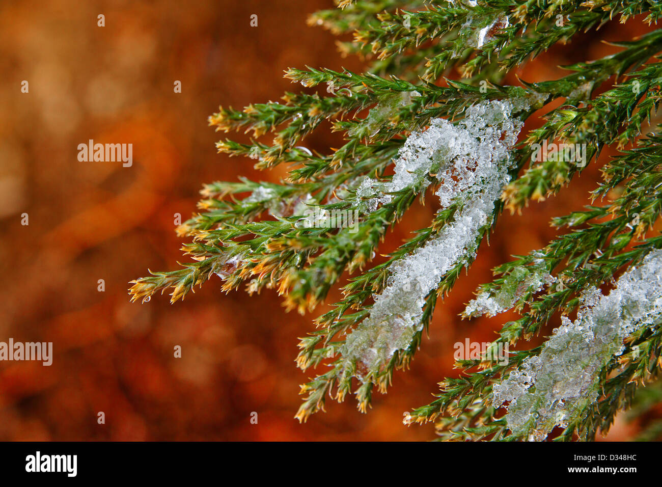 Closeup of ice crystals on needles of evergreen tree against burnt ...