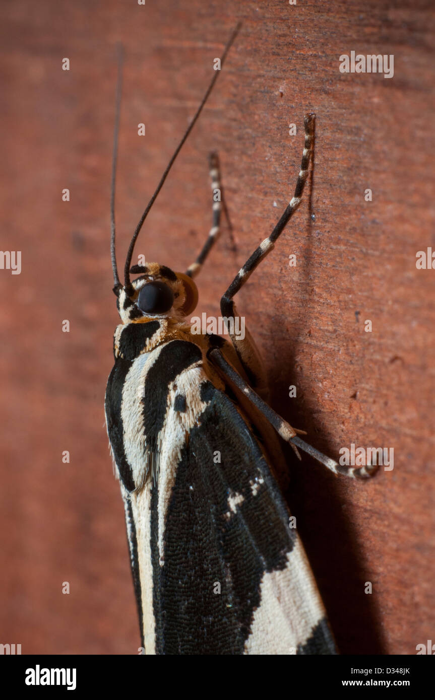 Jersey Tiger Moth (Euplagia quadripunctaria), Exeter, Devon, UK Stock ...