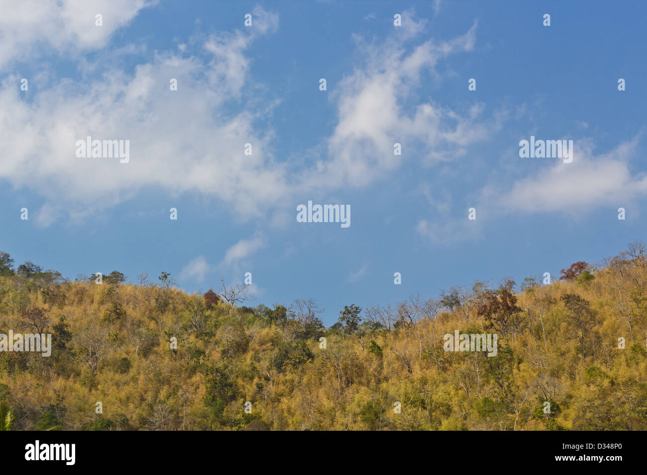 Mountain with the most of dried trees on summer season Stock Photo - Alamy