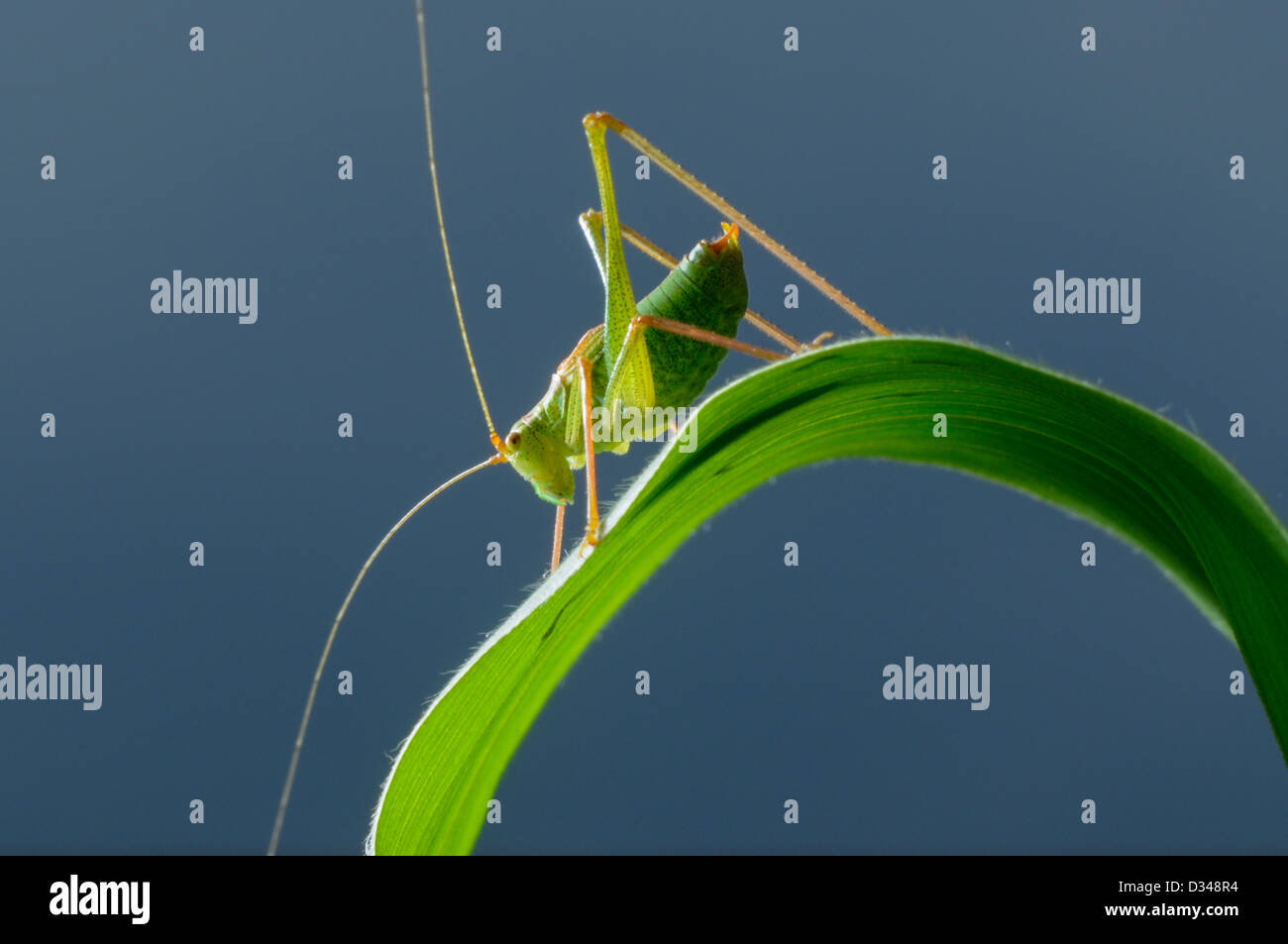 Speckled bush cricket, leptophyes puctatissima, in a garden in Exeter ...