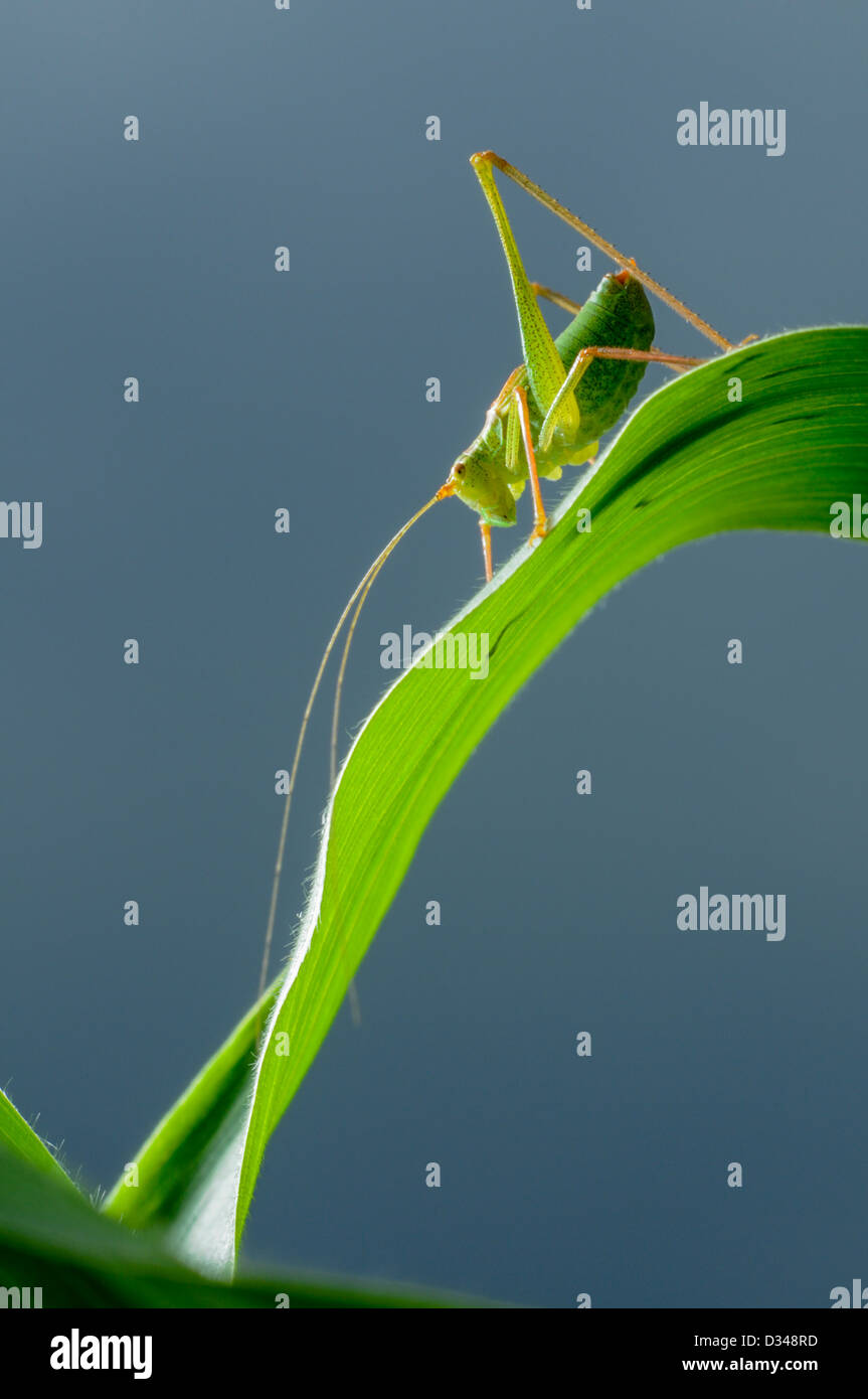 Speckled bush cricket, leptophyes puctatissima, in a garden in Exeter ...