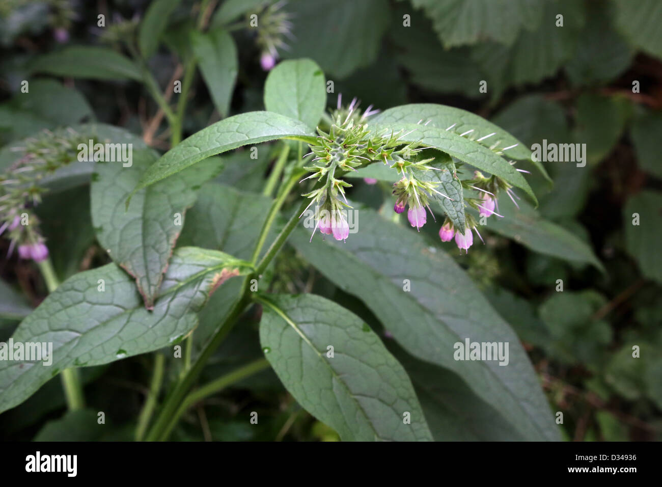 Comfrey herb hi-res stock photography and images - Alamy