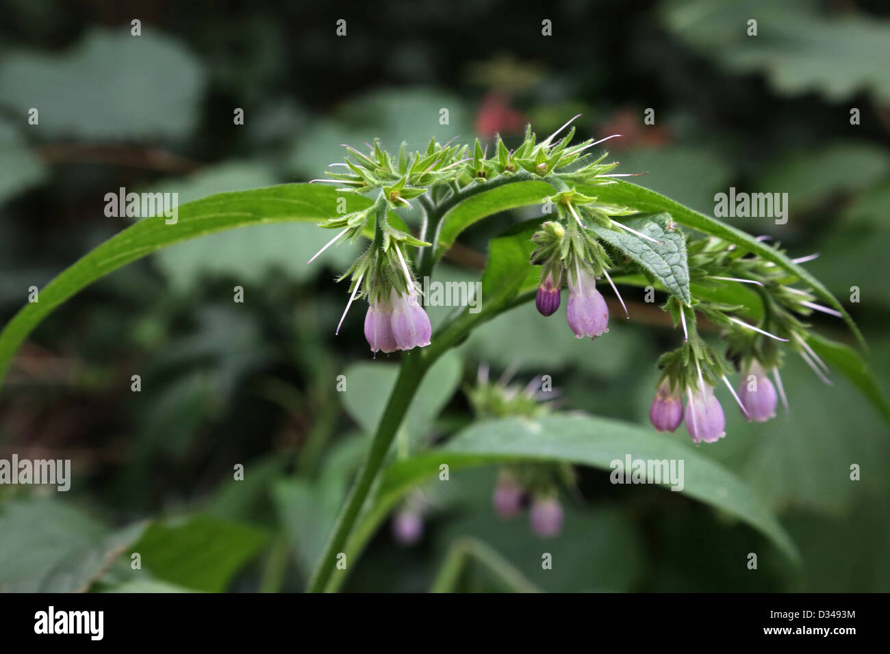 Comfrey Herb Growing In Garden England Stock Photo - Alamy