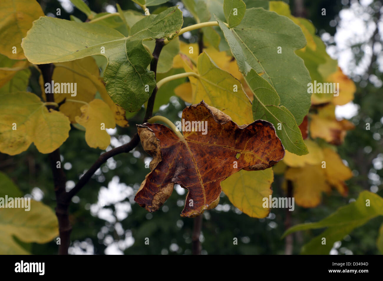 Fig leaves hi-res stock photography and images - Alamy