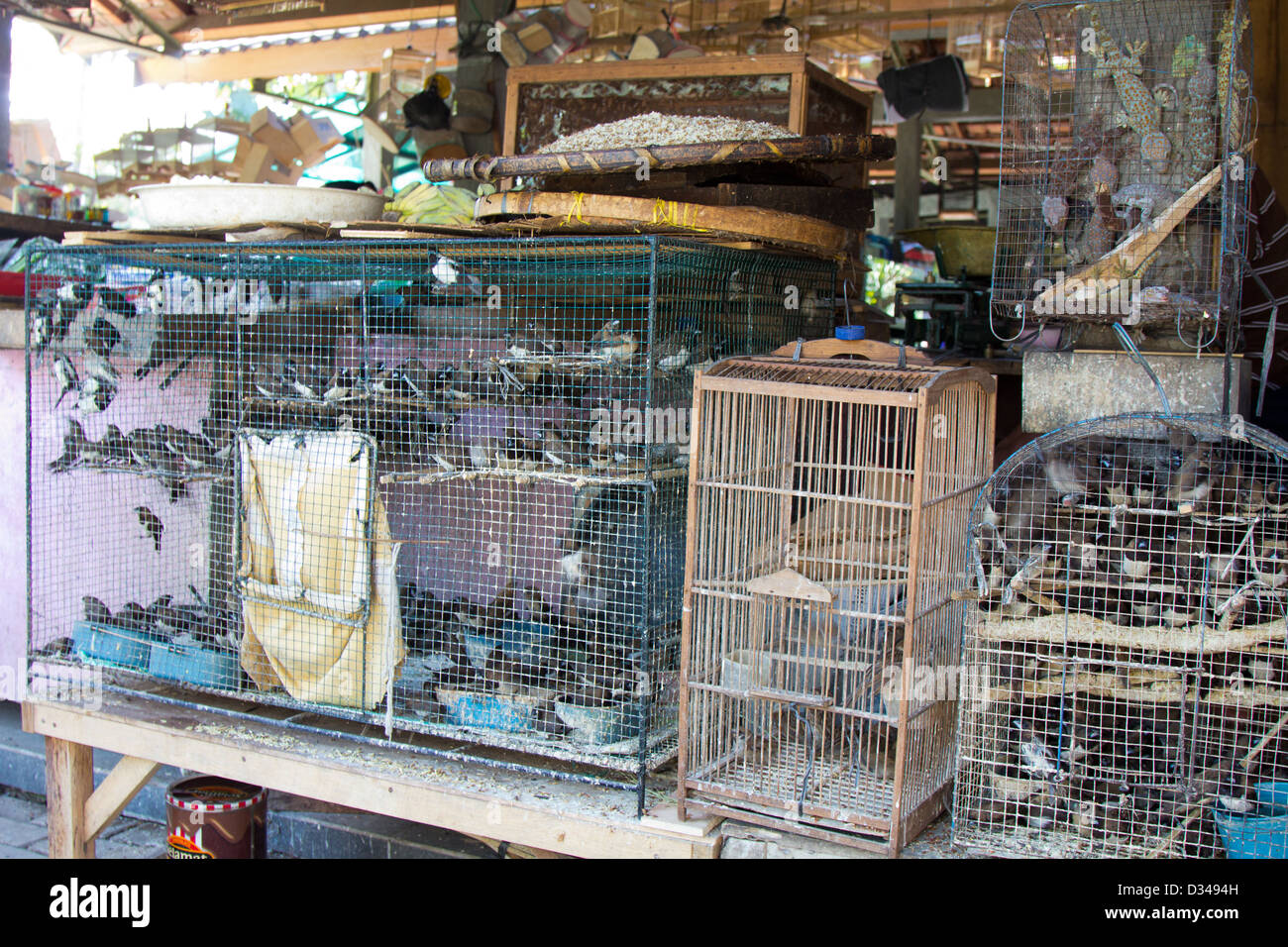Jogjakarta Bird Market Stock Photo - Alamy