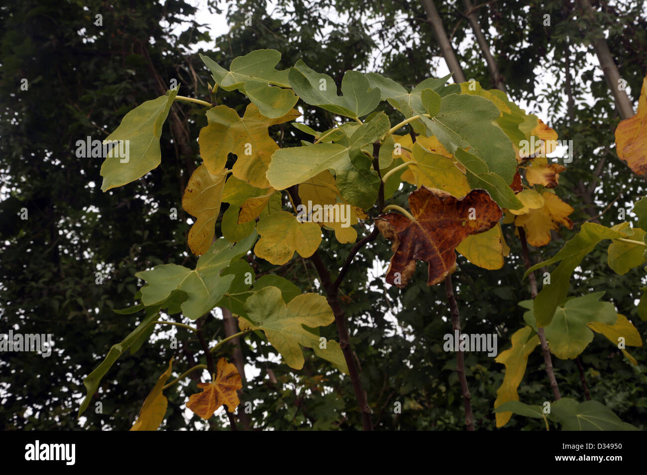 Fig leaves hi-res stock photography and images - Alamy