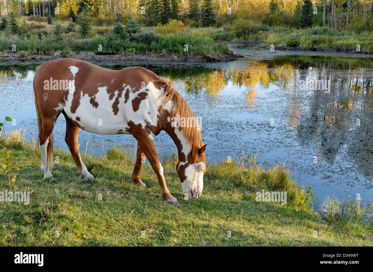 Horse pond hi-res stock photography and images - Alamy