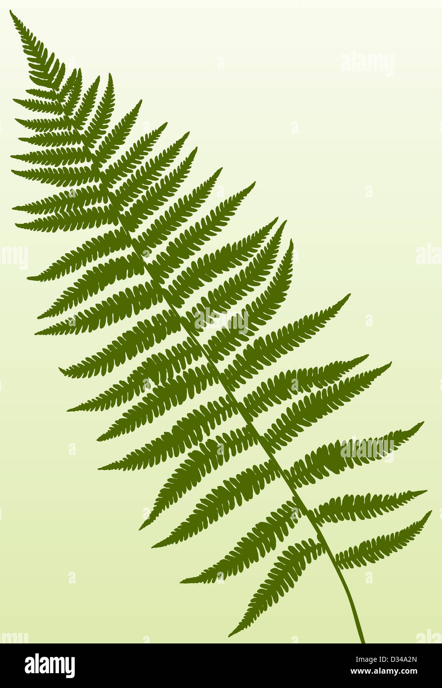 Single fern frond Stock Photo - Alamy