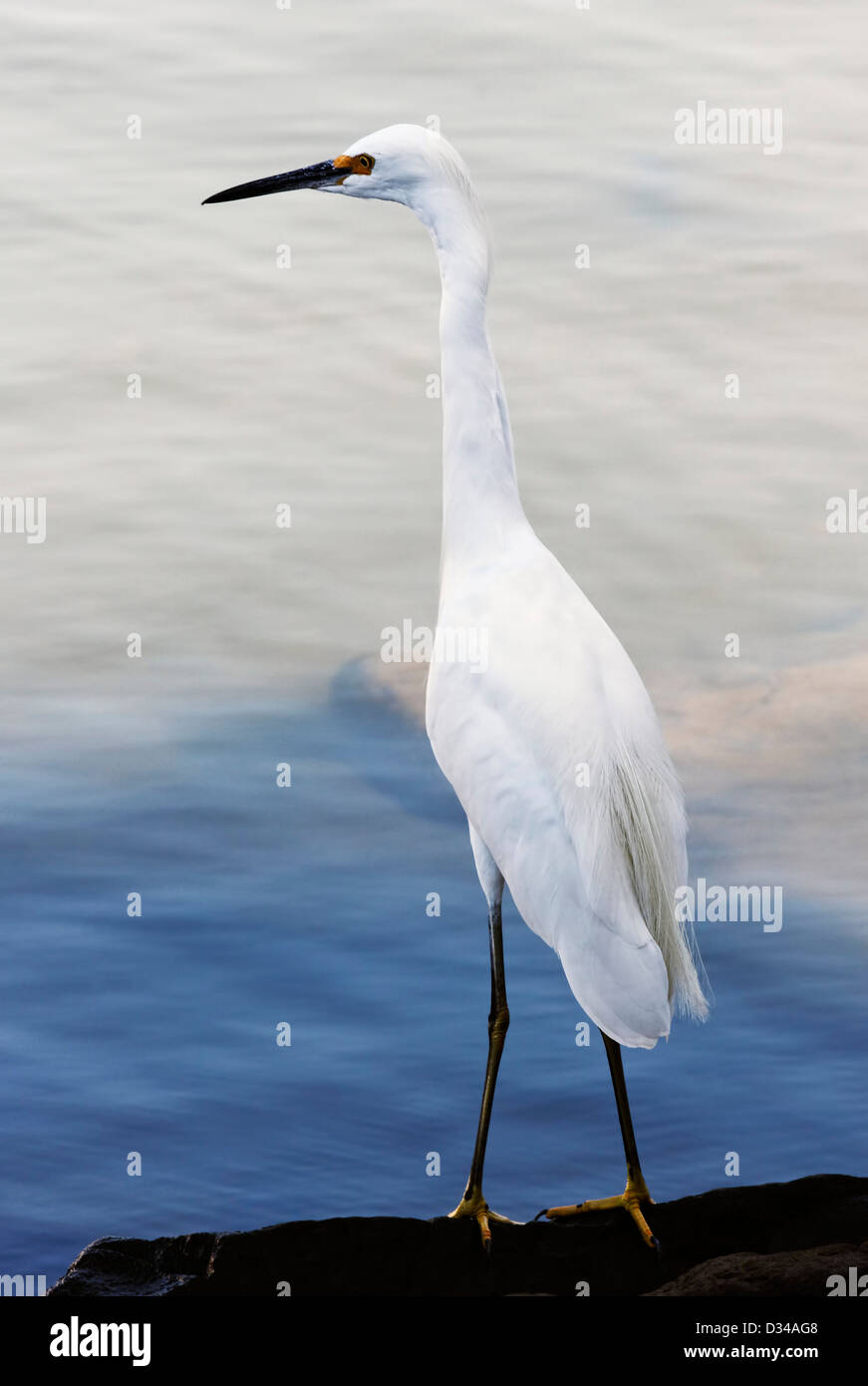 Egret Standing on a Rock Stock Photo - Alamy