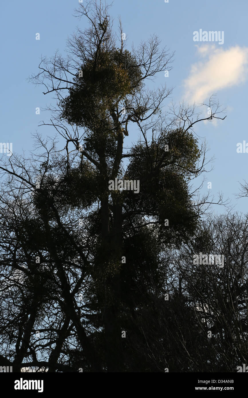 Mistletoe In Oak Tree at the Pittville Pump Room Pleasure Gardens ...