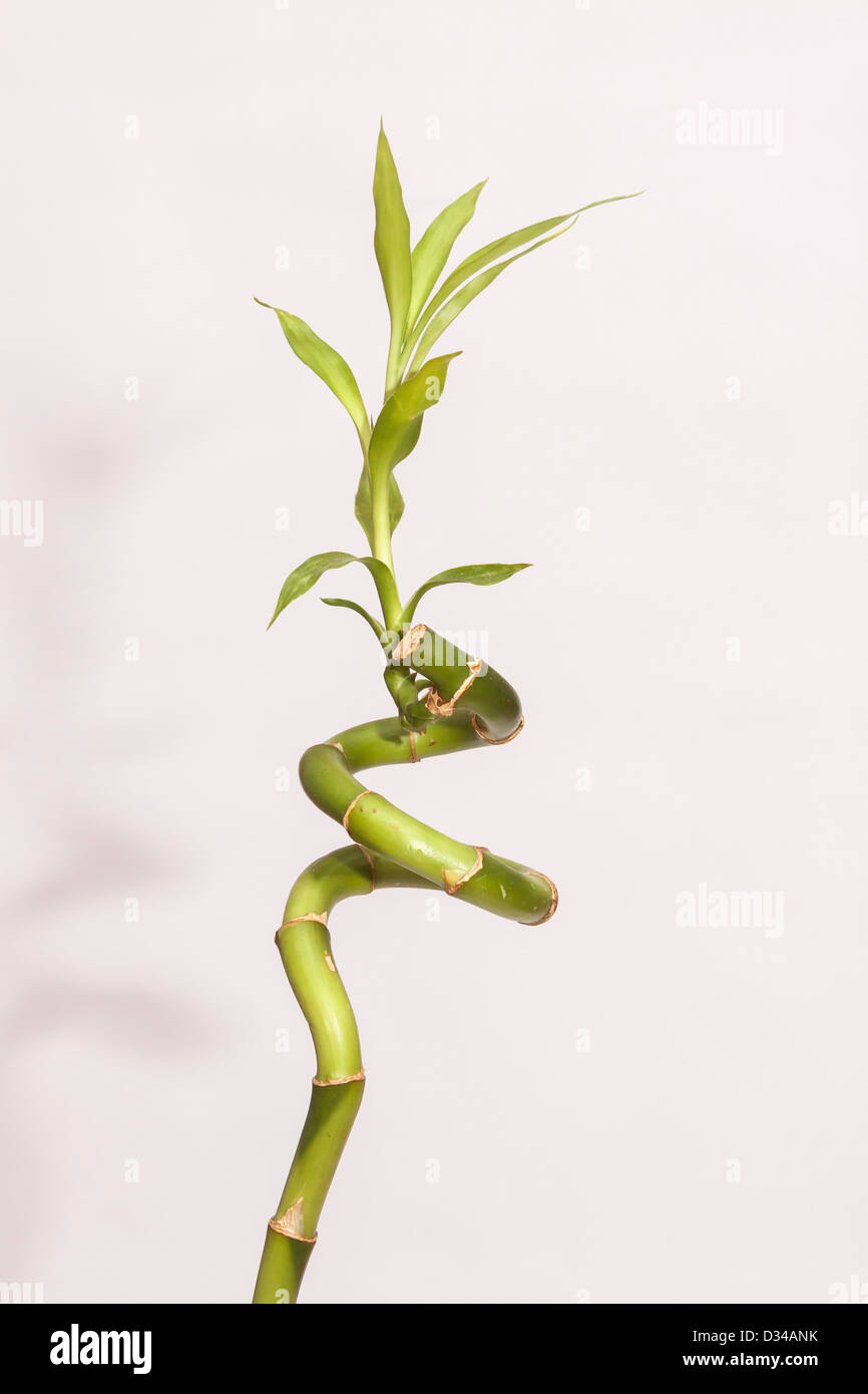 Tall bamboo growth hi-res stock photography and images - Alamy