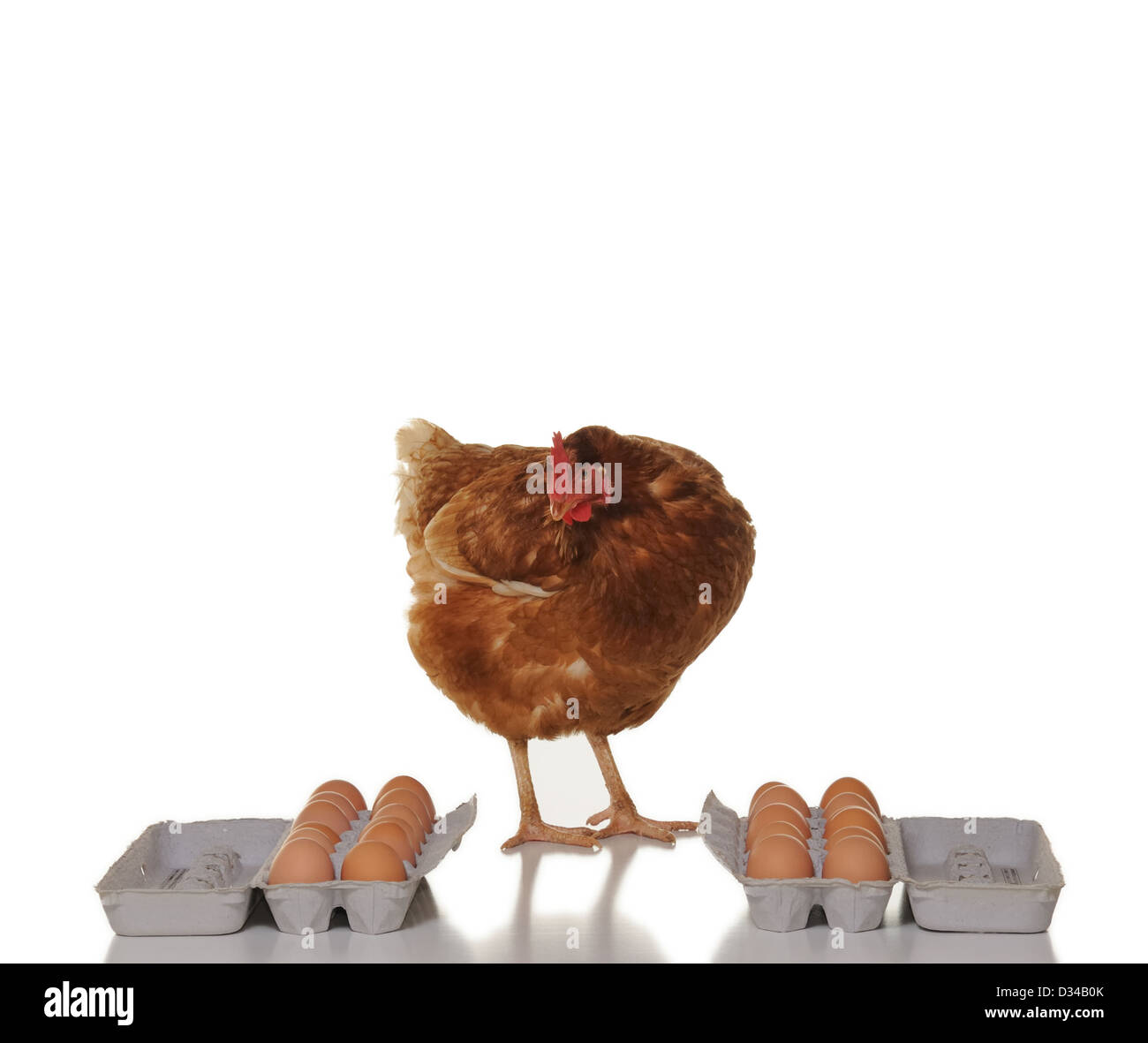 Golden comet hen hi-res stock photography and images - Alamy