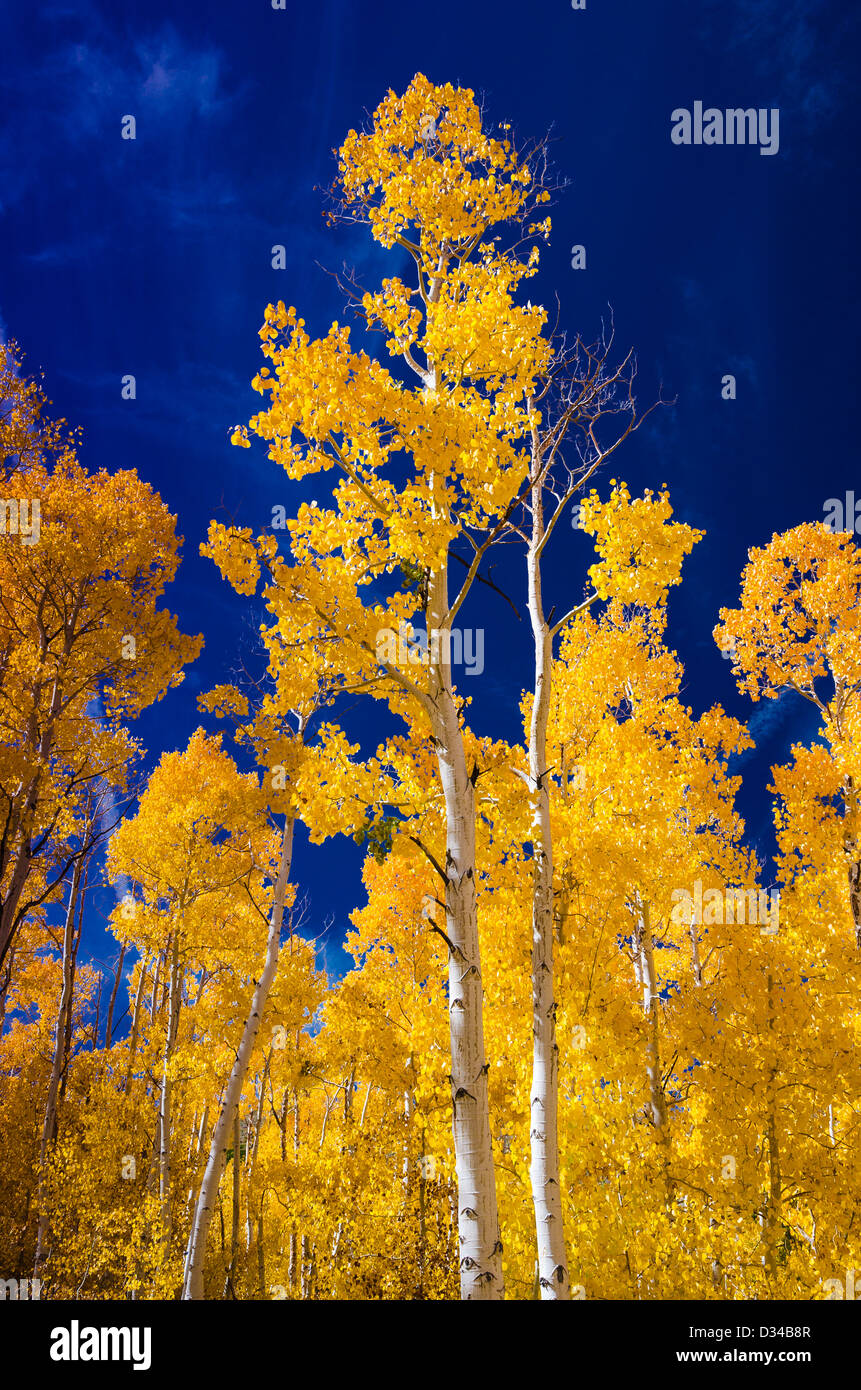 Humboldt toiyabe national forest hi-res stock photography and images ...