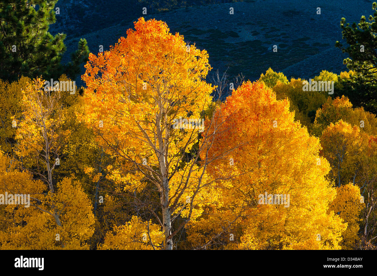 Fall aspen near Virginia Lakes, Humboldt-Toiyabe National Forest ...