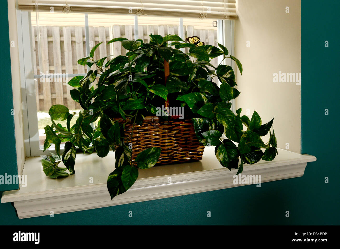 Plants on wide window sill Stock Photo - Alamy