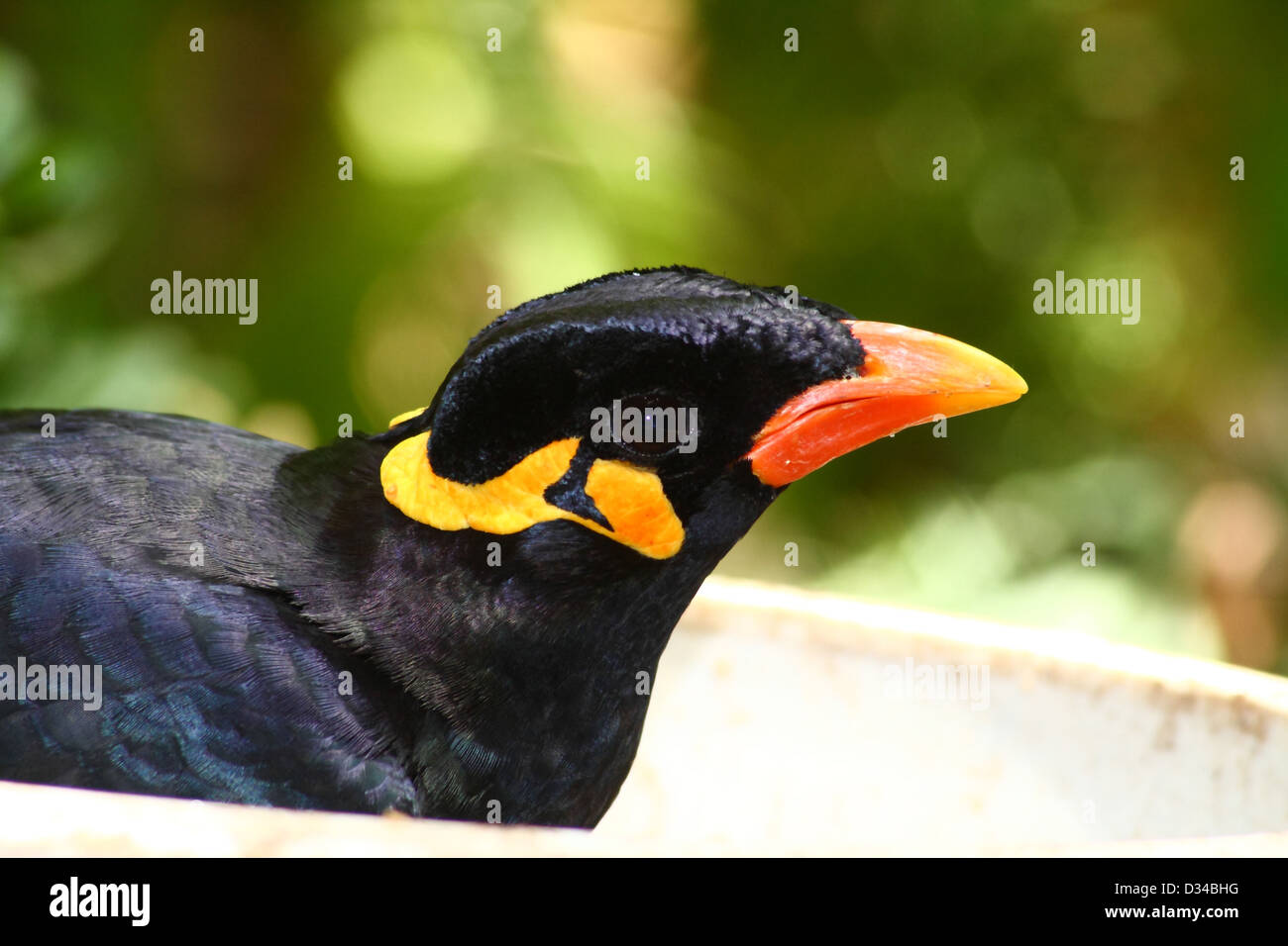 greater hill mynah, gracula religiosa from south america Stock Photo ...