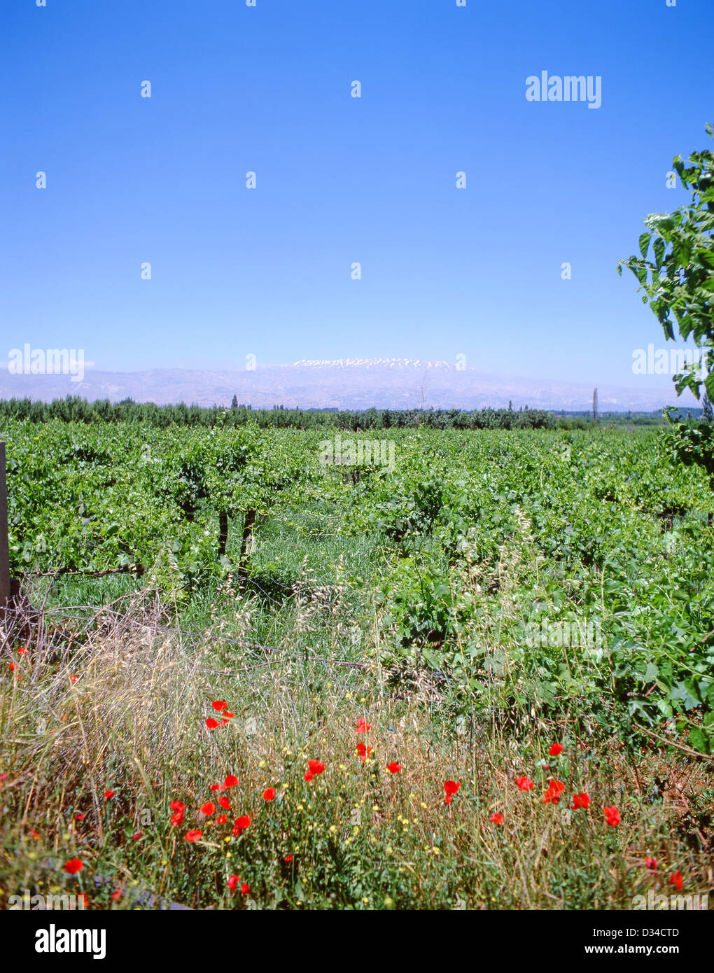 Bekaa valley and wine hi-res stock photography and images - Alamy