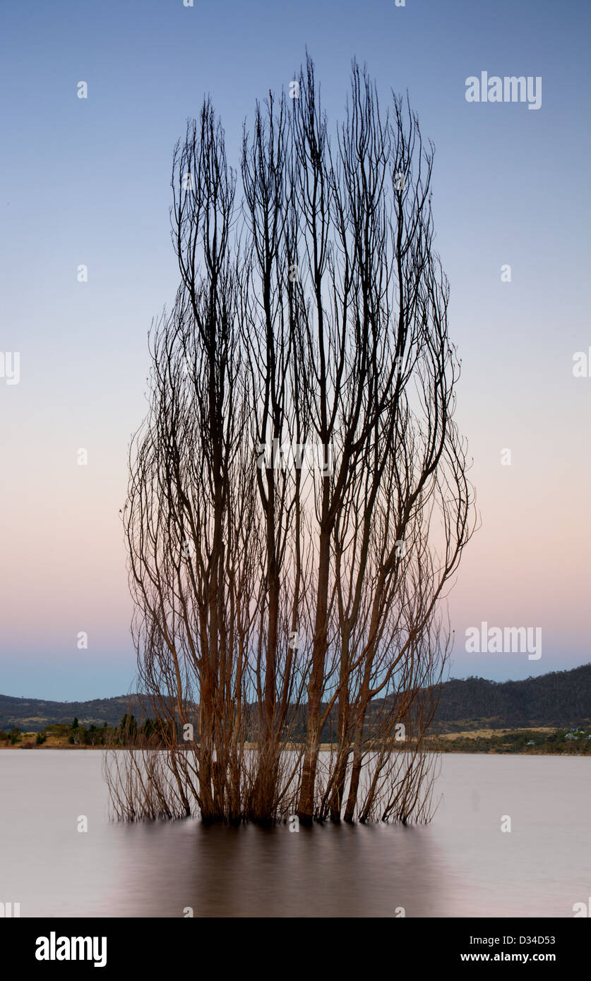 a single tree in a lake Stock Photo - Alamy