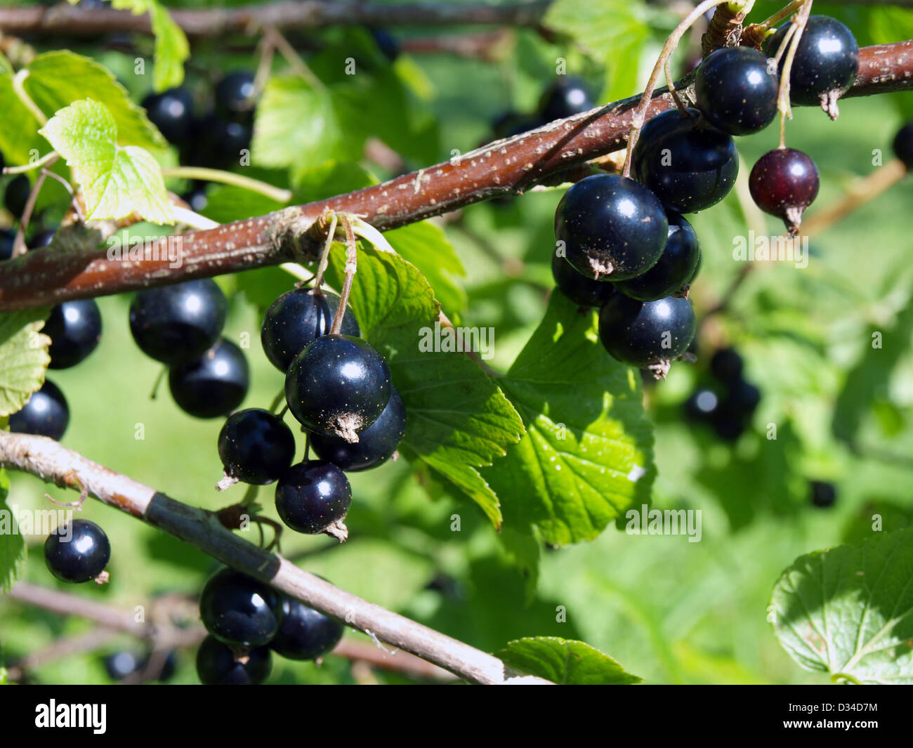 Black currants hi-res stock photography and images - Alamy