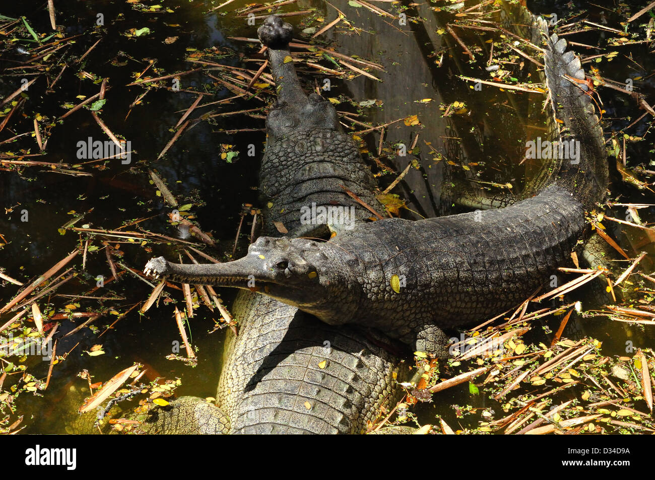 Indian gharial hi-res stock photography and images - Alamy