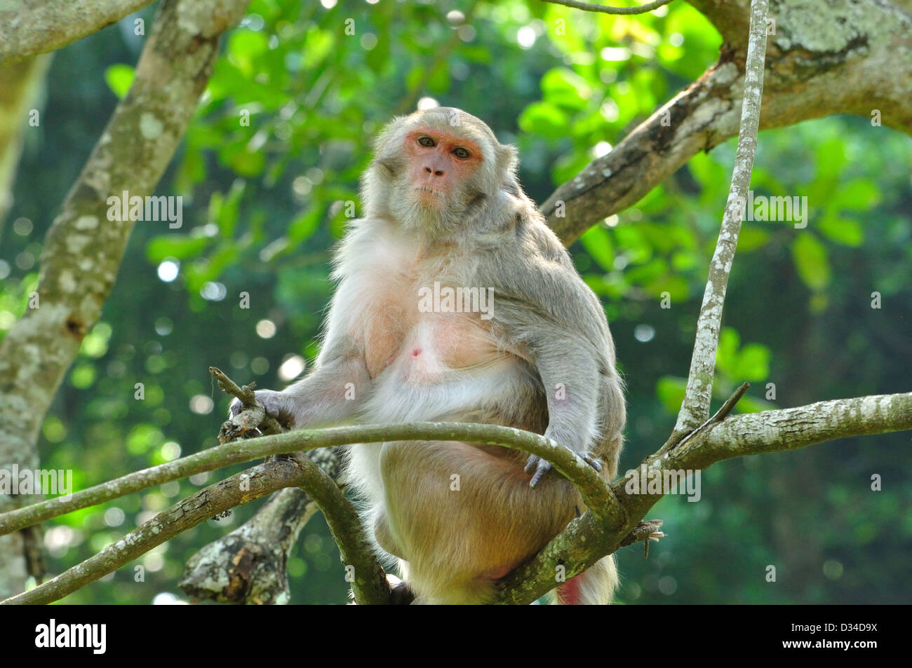 Native macaque hi-res stock photography and images - Alamy