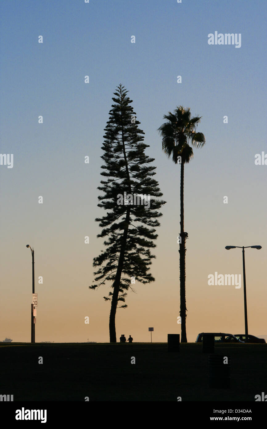 Pine and Palm Stock Photo - Alamy