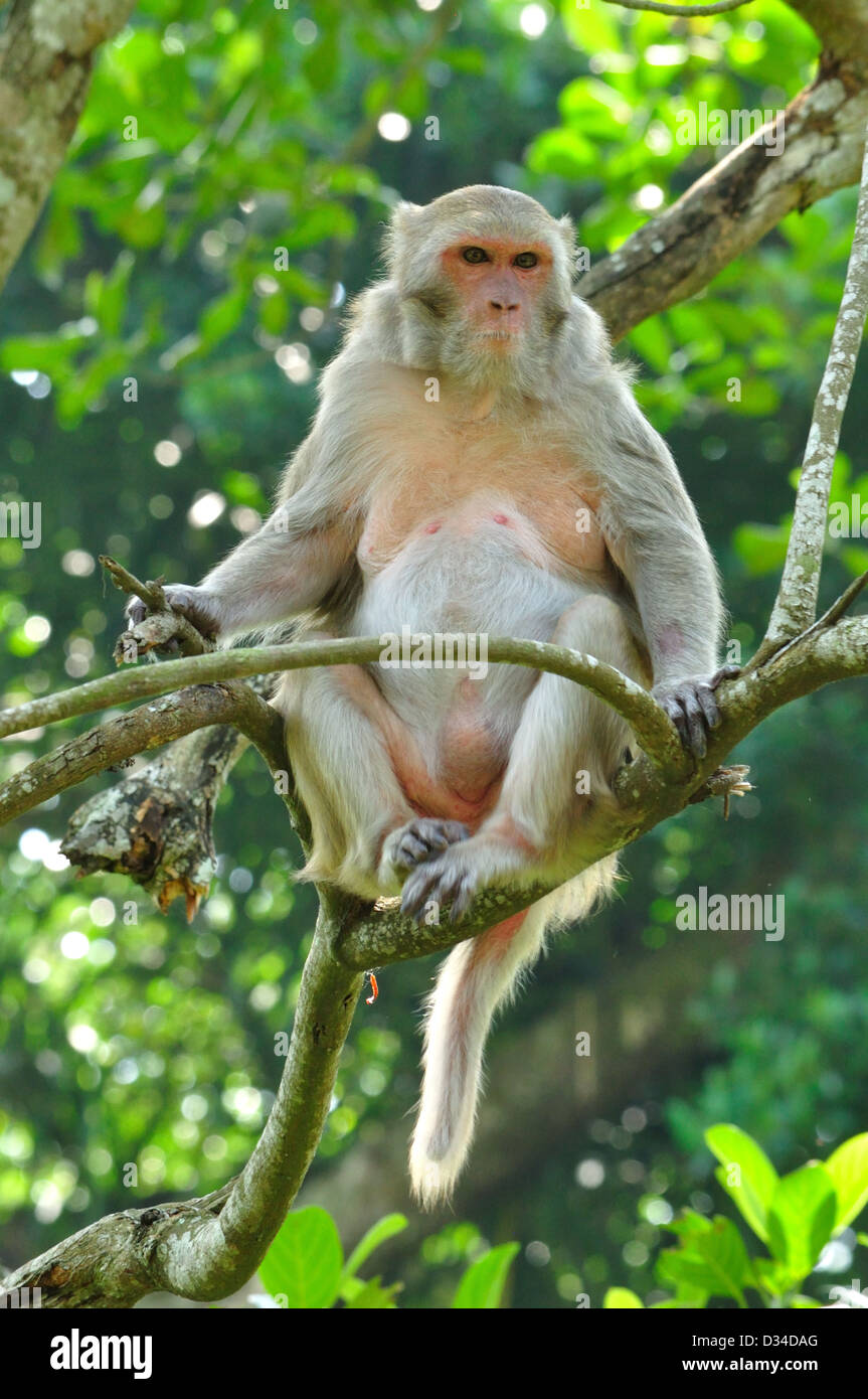 Indian Rhesus macaque (Macaca mulatta Stock Photo - Alamy