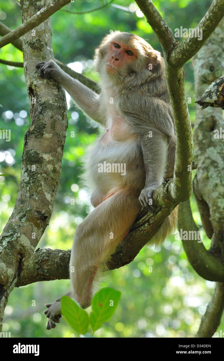 Indian Rhesus macaque (Macaca mulatta Stock Photo - Alamy