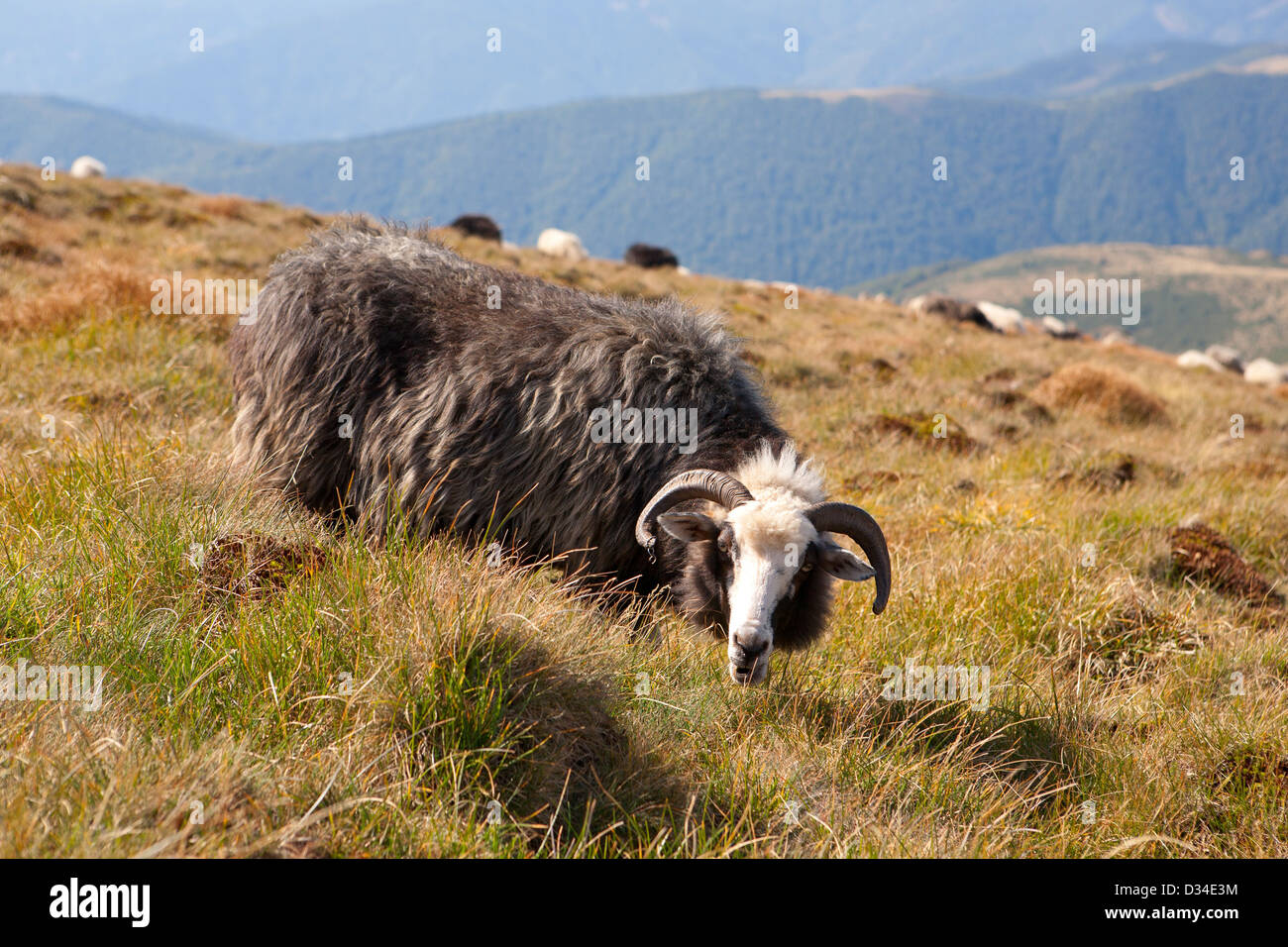 A herd of sheep grazing on the slopes of the mountains, the Eastern Carpathians, the ridge ...
