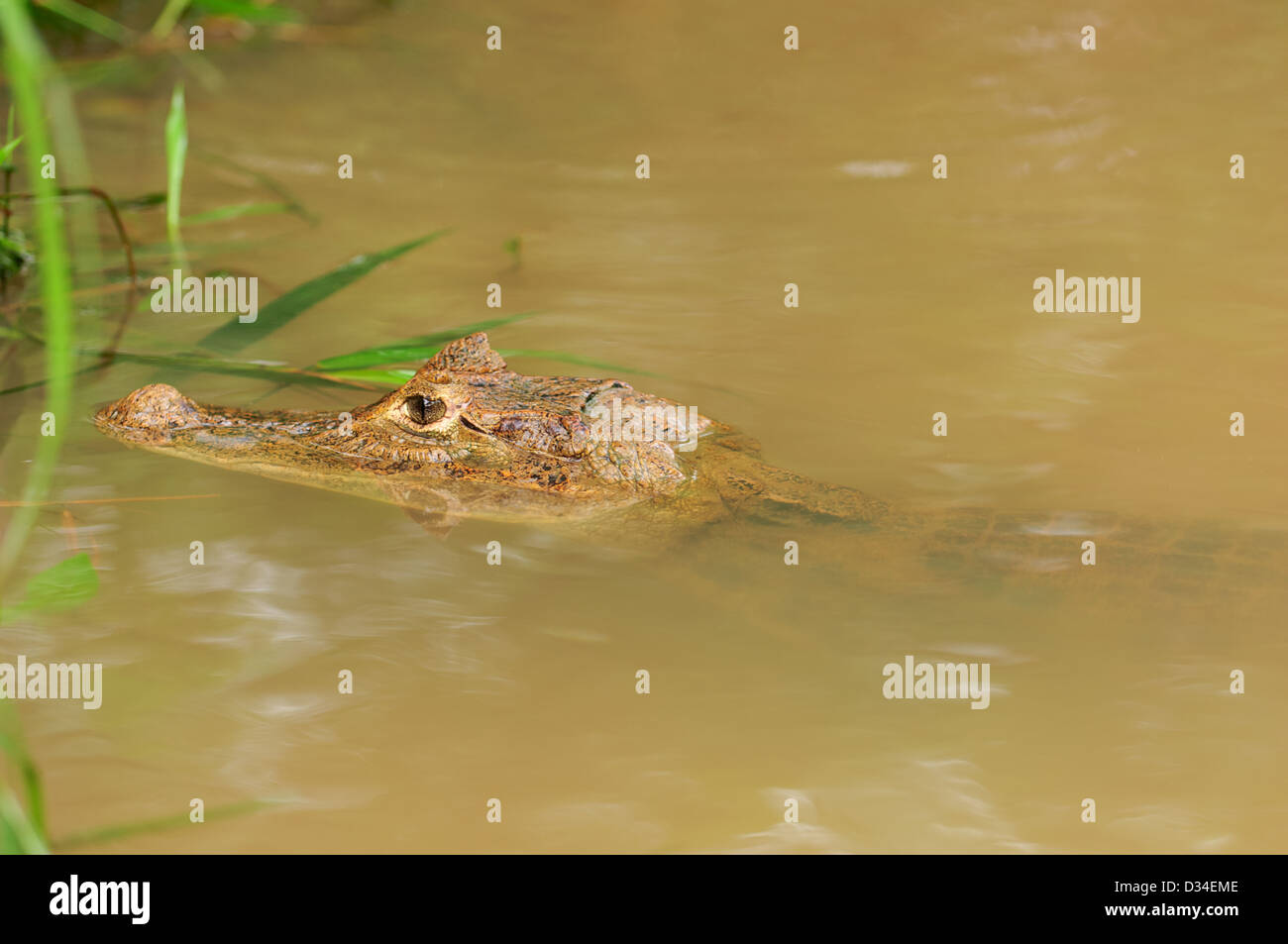 Young spectacled caiman (Caiman crocodilus) in the water of Caño Negro ...