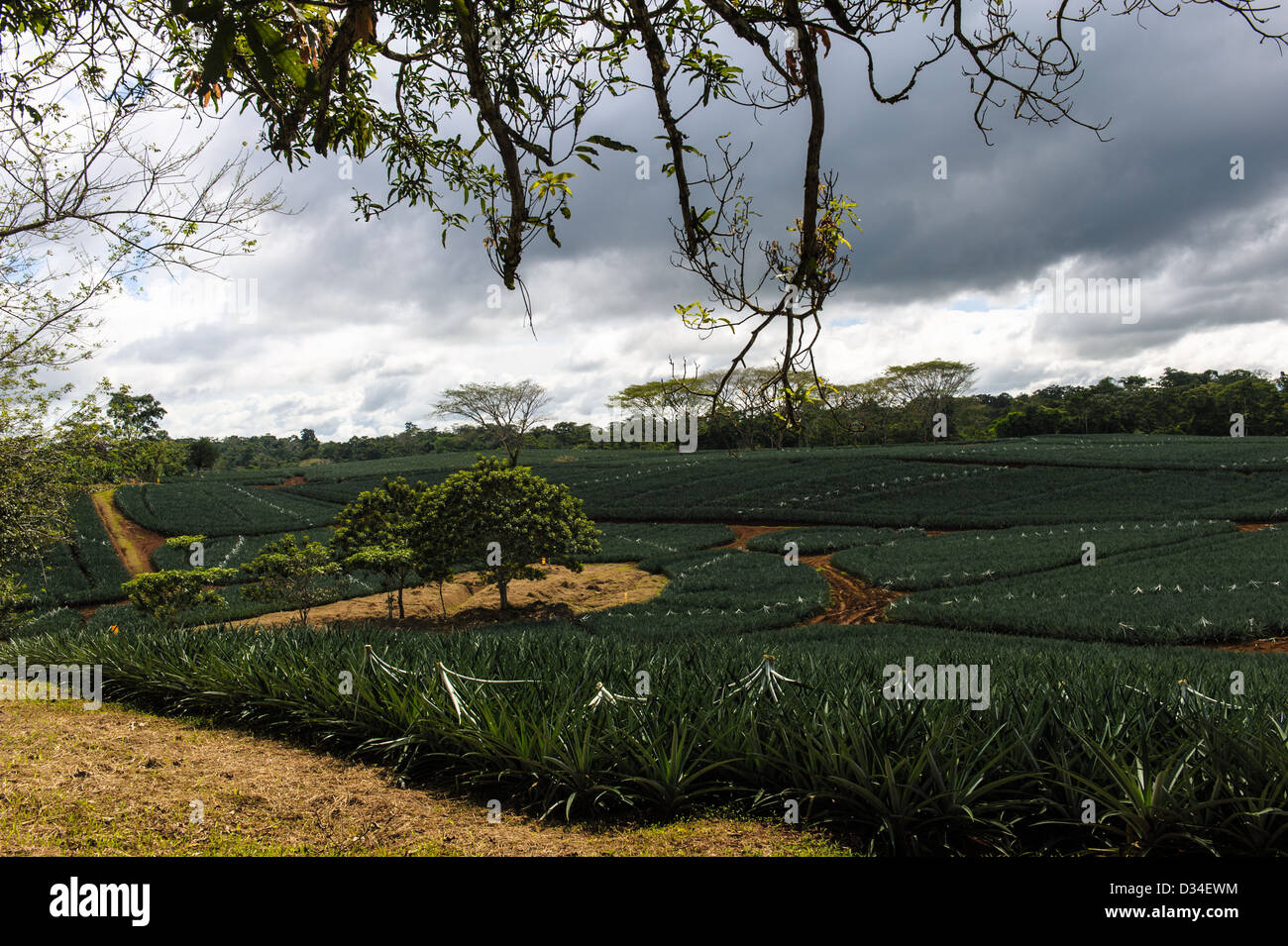 Sisal plantation near Upala, Alajuela Province. Costa Rica Stock Photo ...