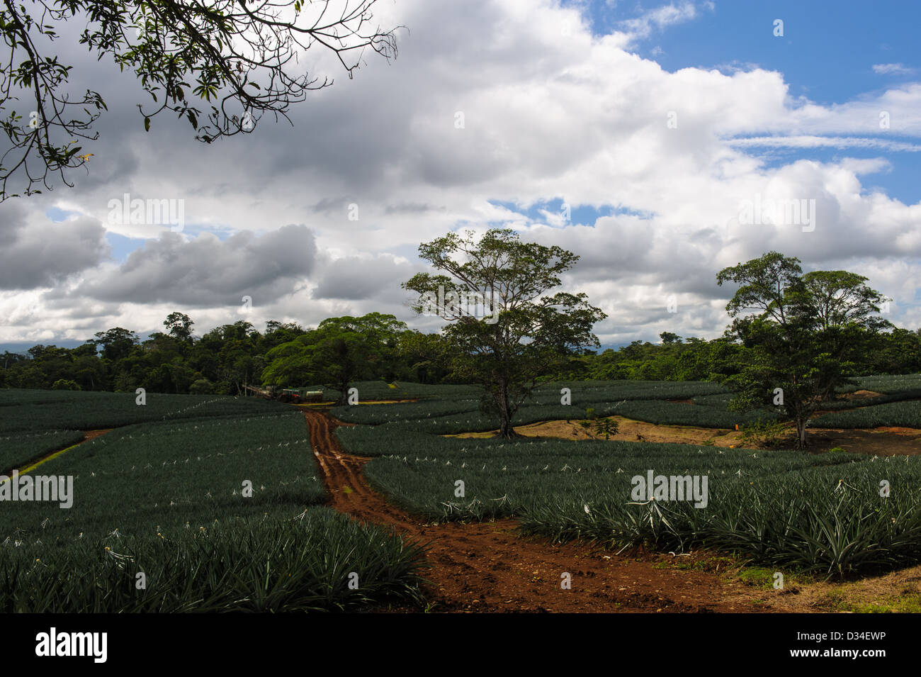 Sisal plantation hi-res stock photography and images - Alamy