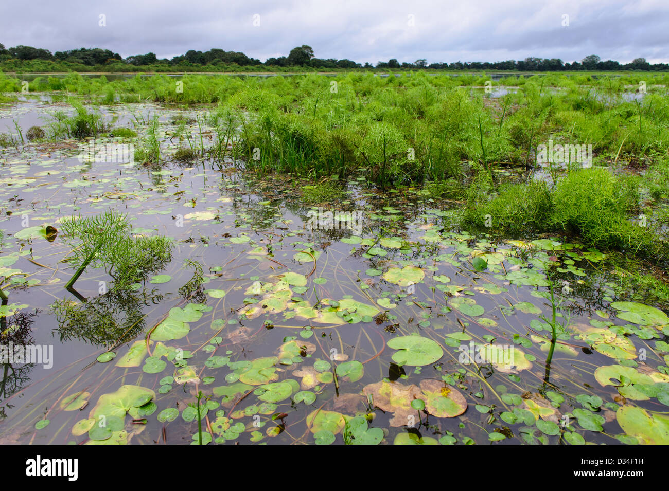 The wetlands of Caño Negro Wildlife Refuge. Costa Rica Stock Photo - Alamy