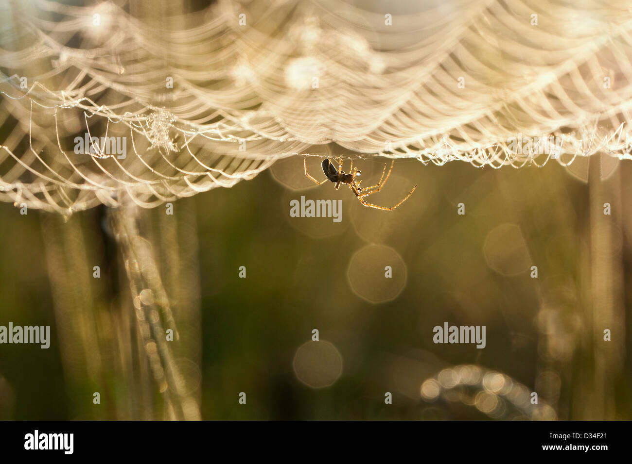 spider on a web Stock Photo - Alamy