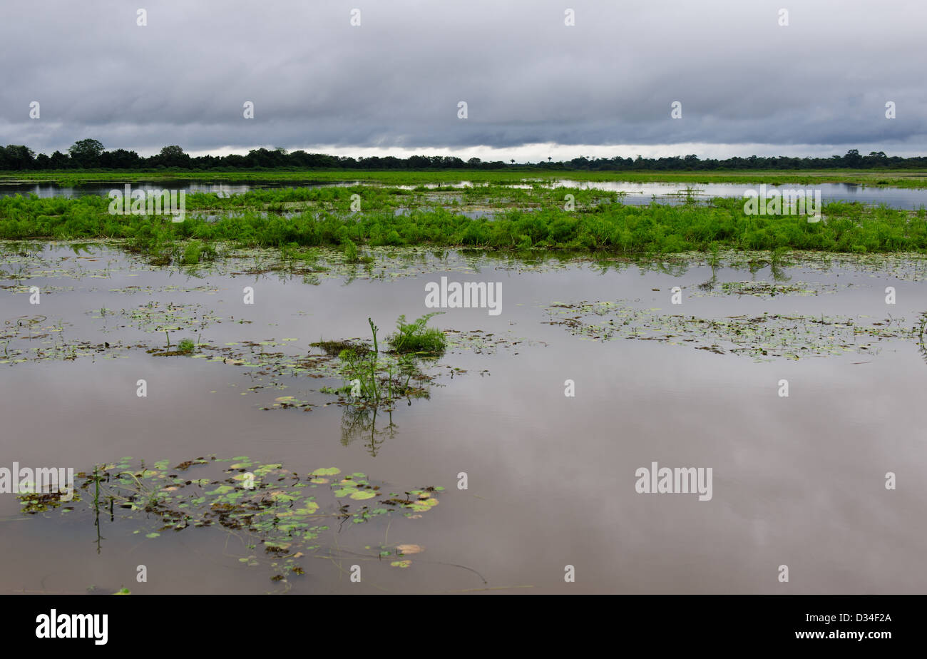 The wetlands of Caño Negro Wildlife Refuge. Costa Rica Stock Photo - Alamy