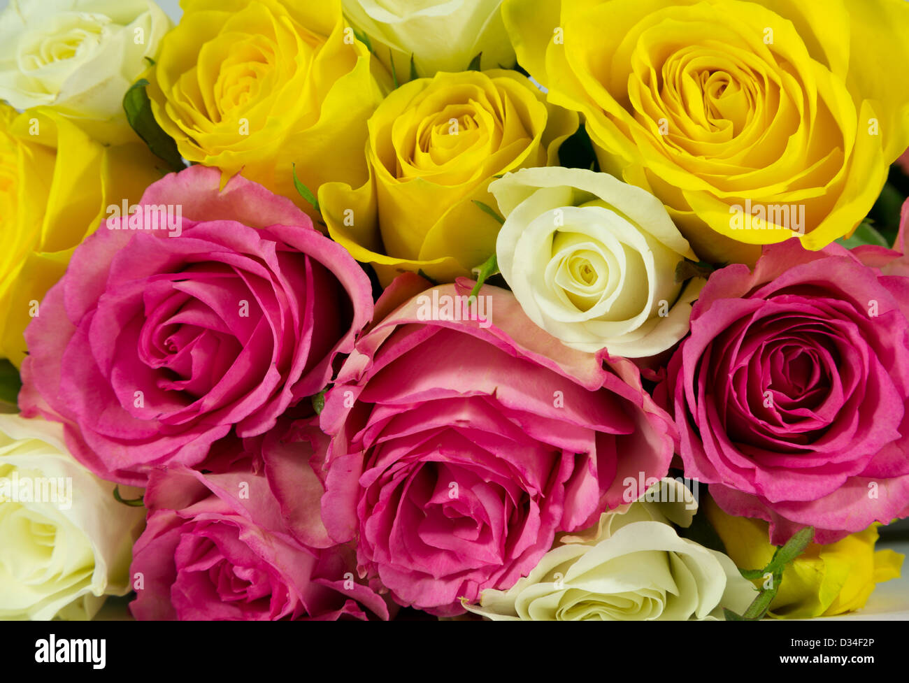 Yellow white roses hi-res stock photography and images - Alamy