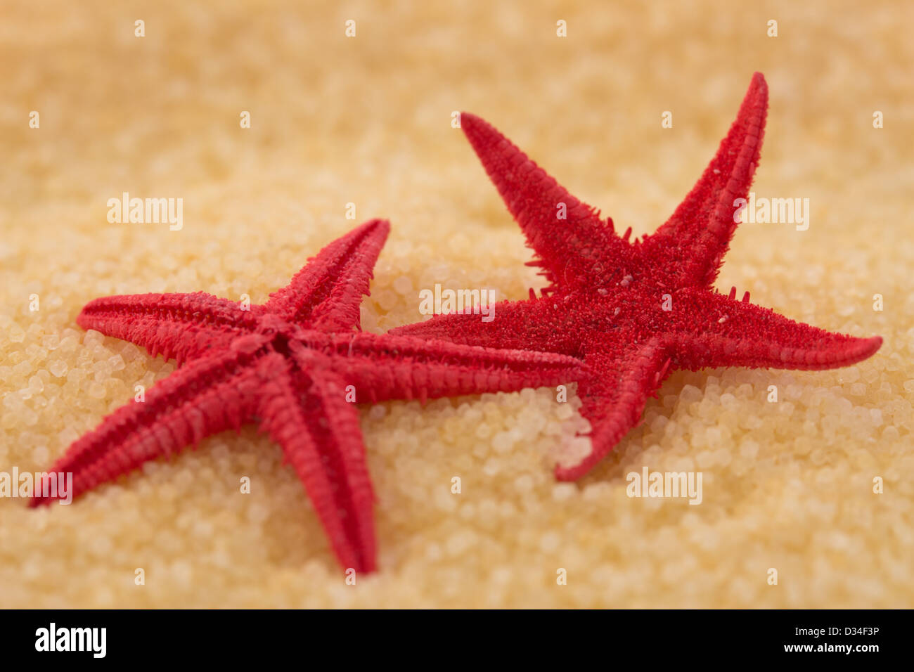 Red Star Fish on Sand Stock Photo - Alamy