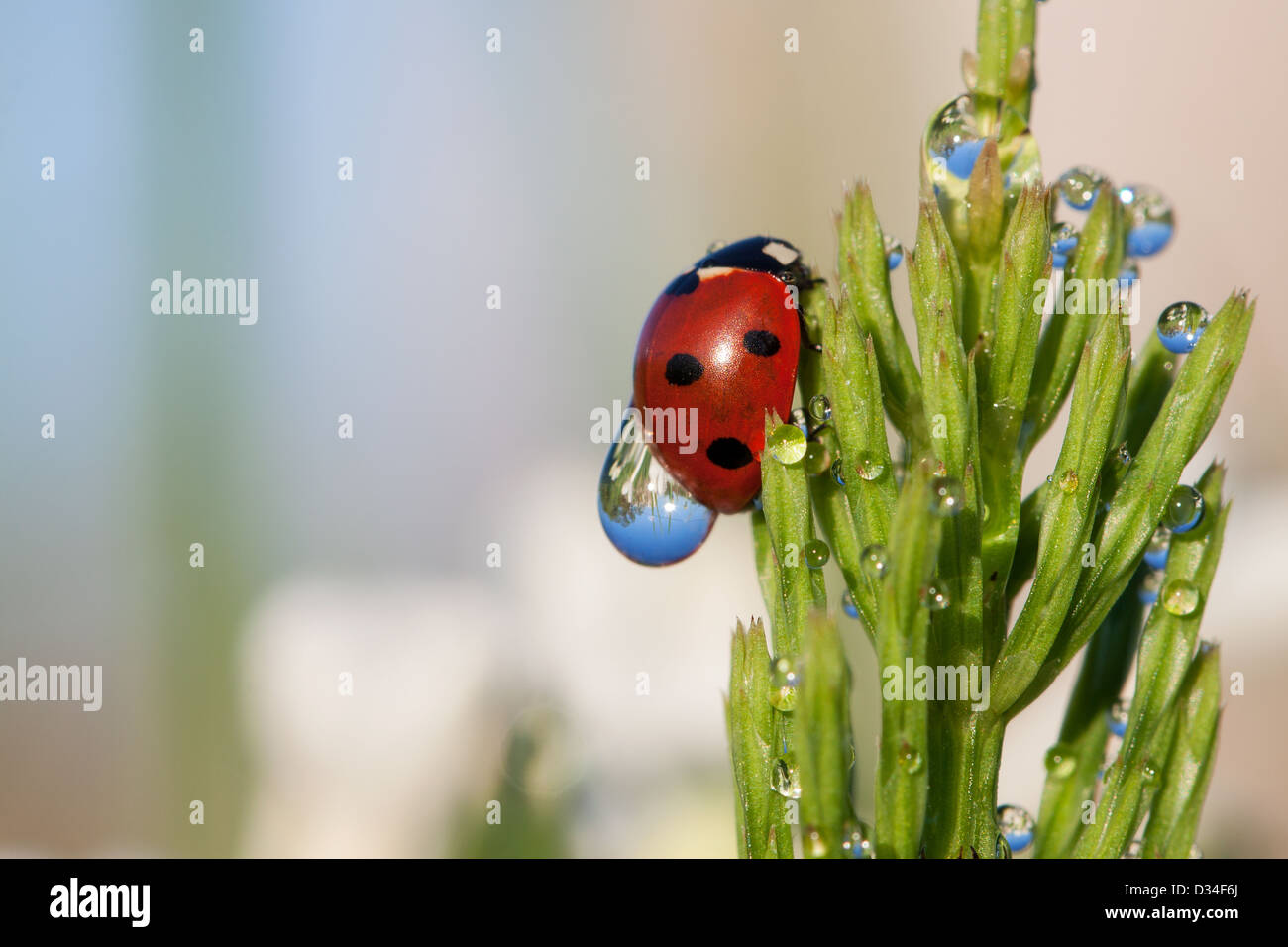 ladybug on a grass with dew drops Stock Photo - Alamy