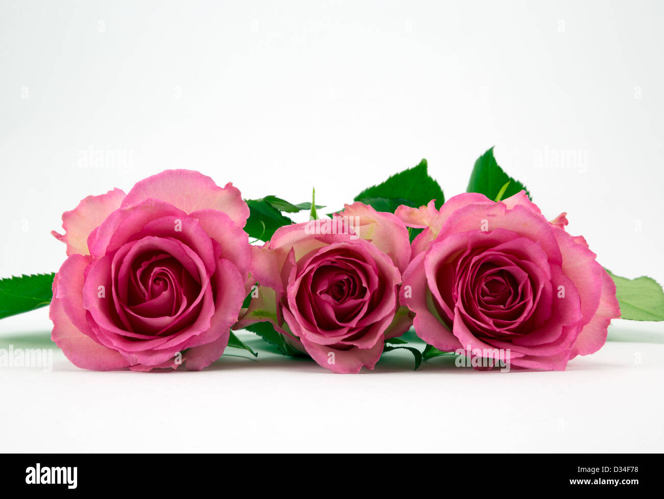 Three pale pink roses on a plain background Stock Photo - Alamy