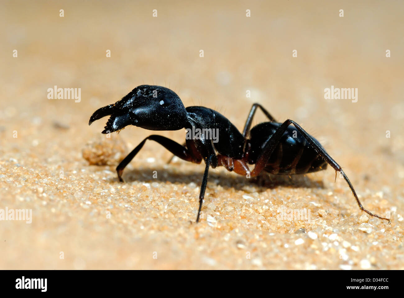 Alert insect hi-res stock photography and images - Alamy
